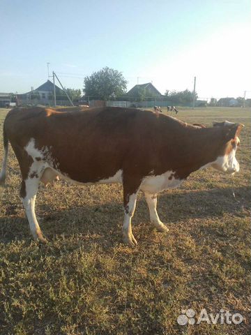 Продаю корову дойную