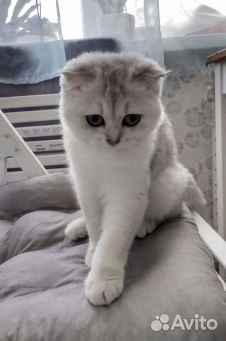 Шотландская кошечка
