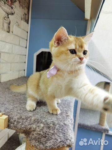 Золотая породная девочка