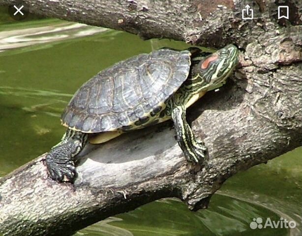 Даром 2 красноухие черепахи