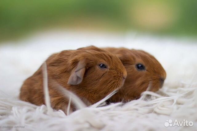 Морские свинки золотые