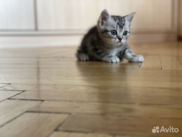 Шотландские котята