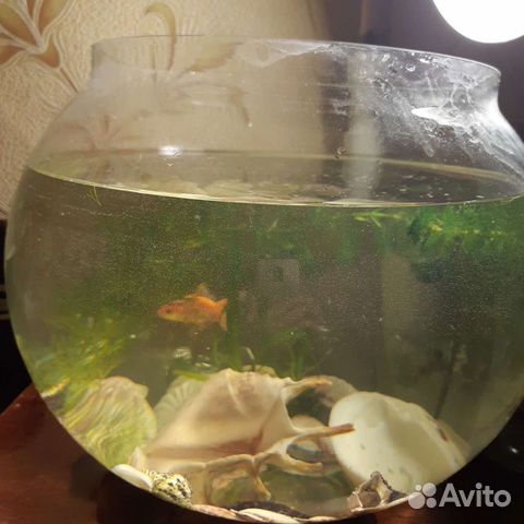 Аквариум