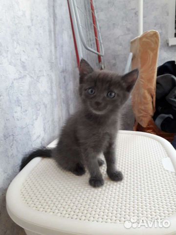 Кошки в добрые руки бесплатно