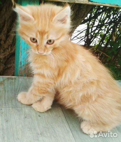 Котенок Лёвушка