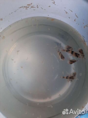 Рыбки барбусы