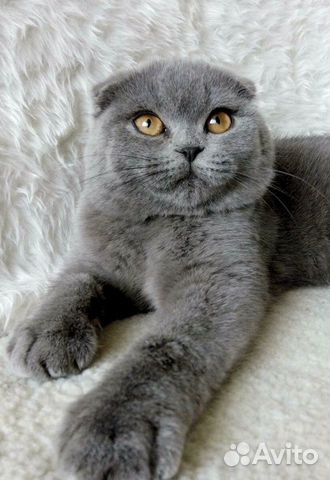 Британская вислоухая кошка