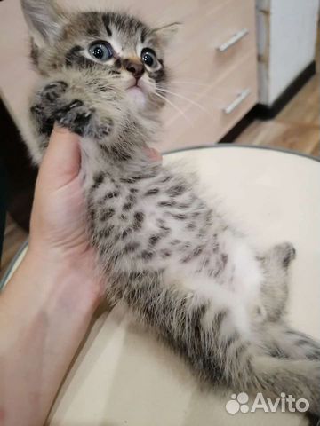 Котенок