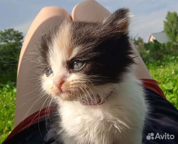 Кошечка в добрые руки