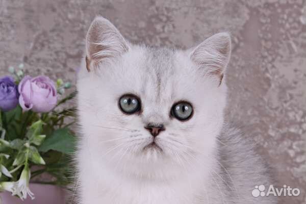 Британский мальчик Данечка