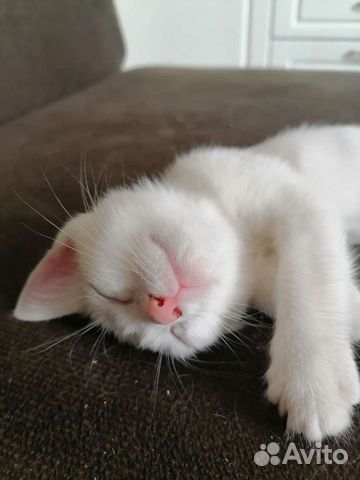 Котенок Шуршик