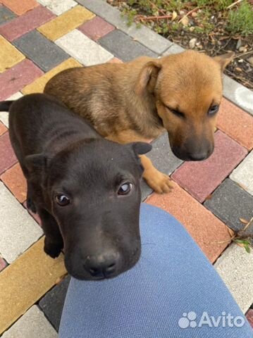 Щенки помесь с шарпеем