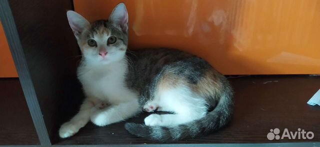 Две кошечки дворянки ищут новый дом