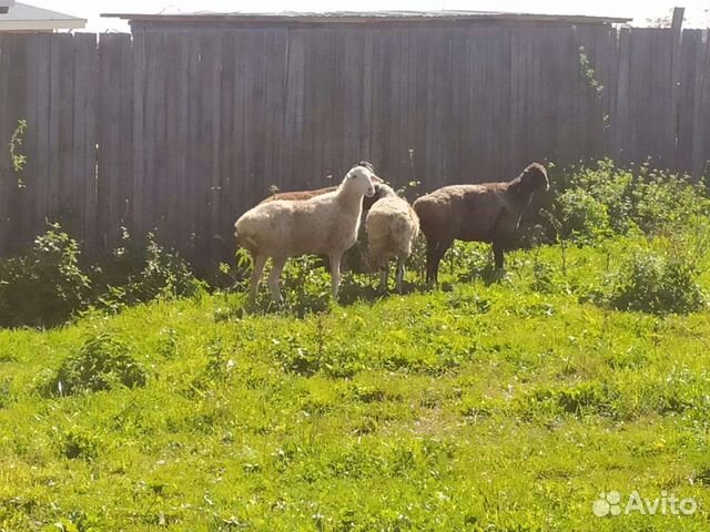 Бараны на мясо курдючные