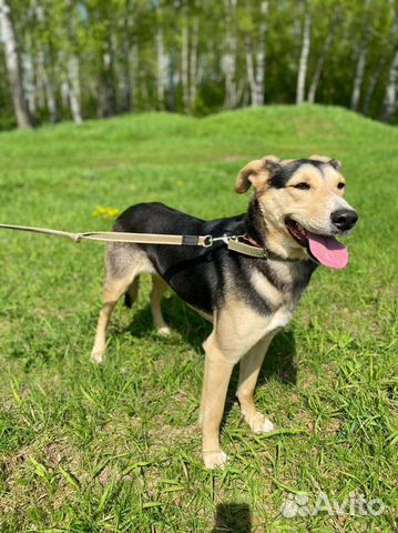 Скромная собачка Эмма ищет дом