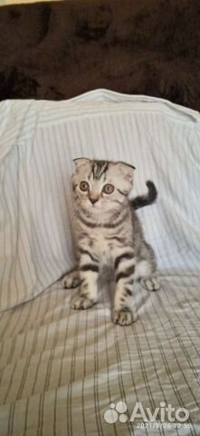 Британский кот