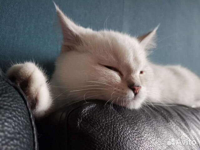 Шикарный британский котенок