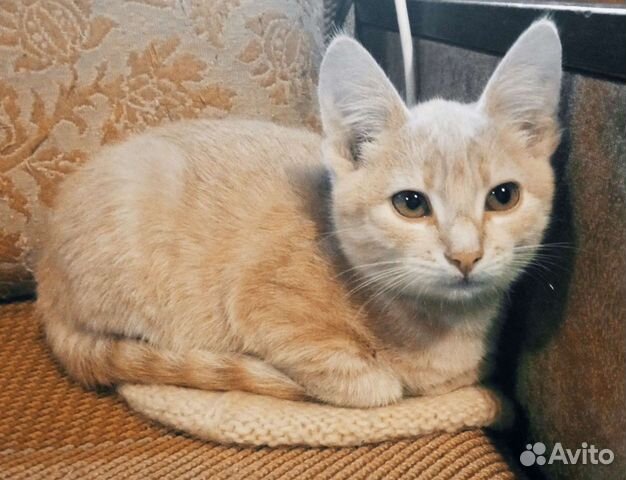 Дымчатый Котенок (девочка, 3 месяца) в добрые руки