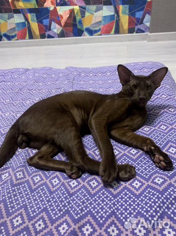 Ориентальная