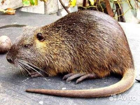 Продаются нутрии