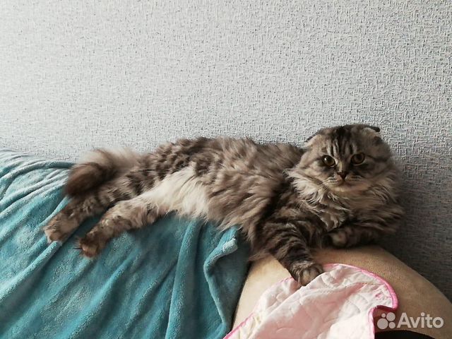 Шотландец вислоухий