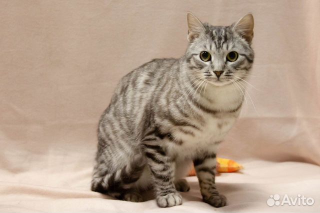 Кот Мистик, 1 год