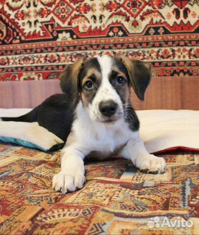 Сеня ищет дом