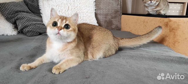 Шотладская кошечка страйт в золотом окрасе ny 11