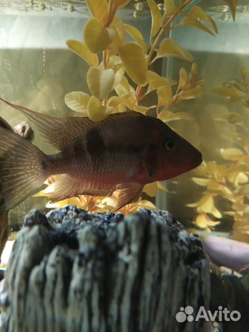 Продам аквариумных рыбок