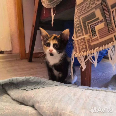 Трёхцветная кошечка бесплатно