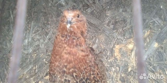 Самец породы селадон перепел