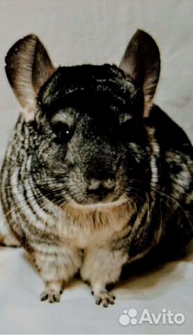 Пара шиншилл