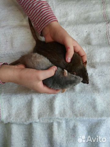 Крысы дамбо с приданым