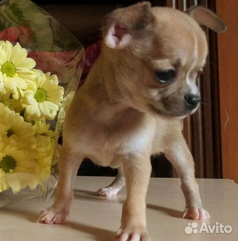 Щенки чихуахуа