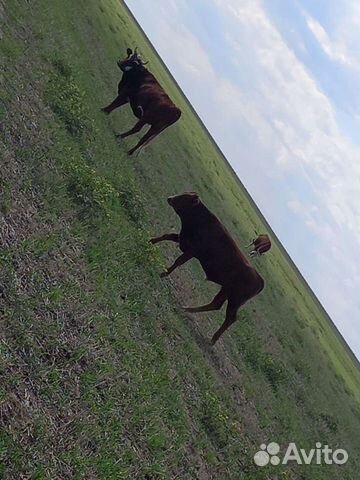 Бычки подсосные