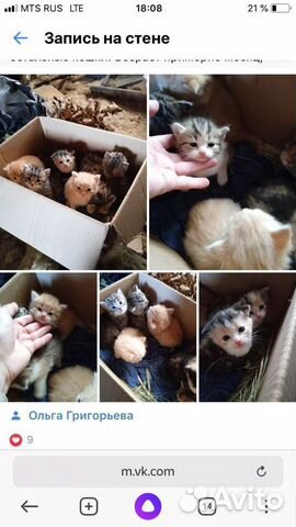 Котята в дорые руки