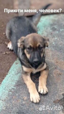 Собака в добрые руки