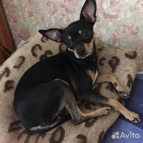 Той-терьер потерялась собака