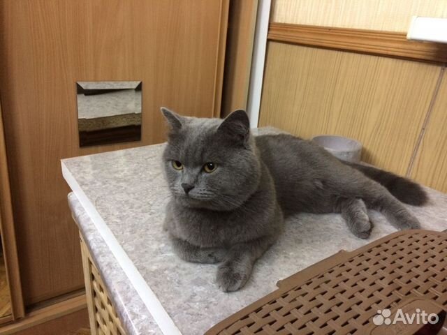 Британская