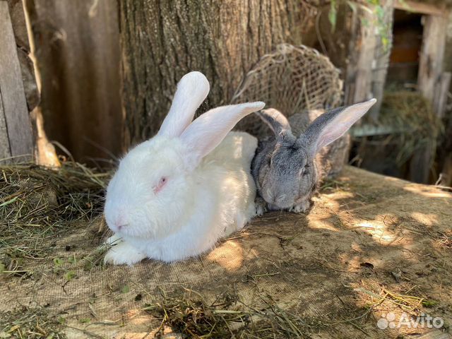 Продаются племенные кролики на развод