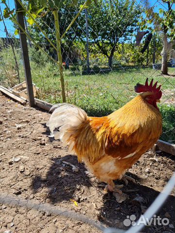 Петух Мини-мясная палевая