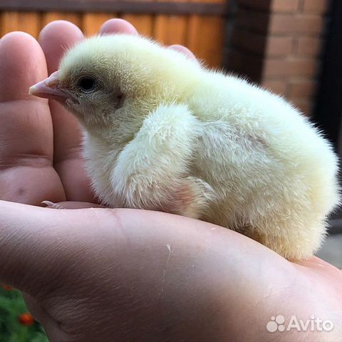 Цыплята бройлеры