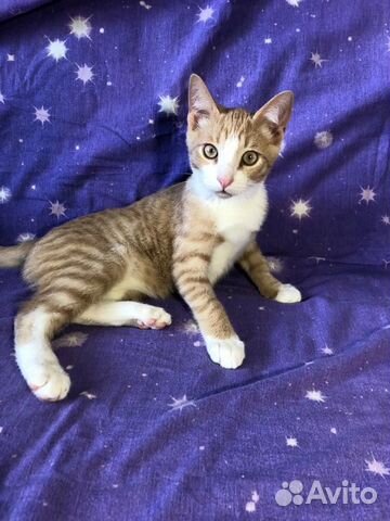 Котенок кот котята в дар бесплатно добрые руки