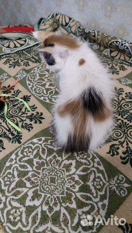 Отдам в добрые руки