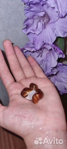 Улитята архахатина бенин