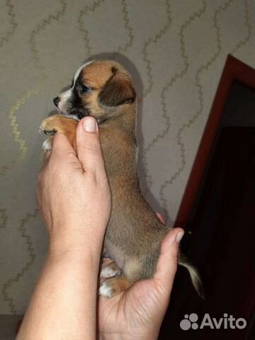 Лучшие друзья для лучших людей