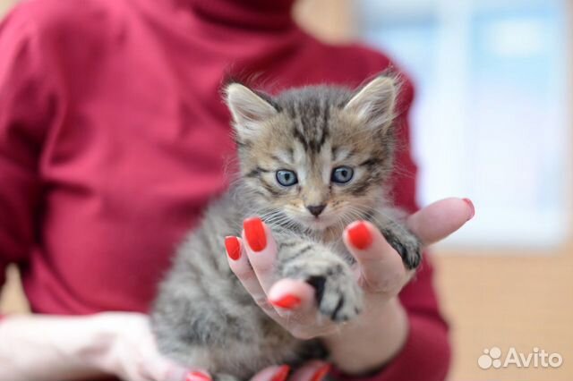 Котенок Алеппо в добрые руки
