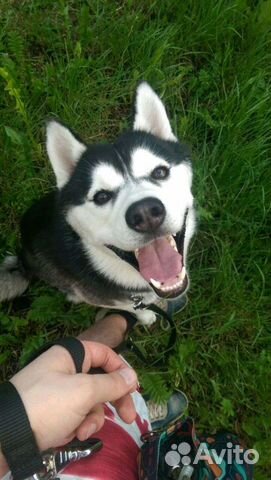 Сибирский хаски в аренду