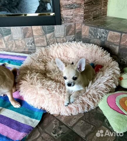 Продам щенка Чихуахуа