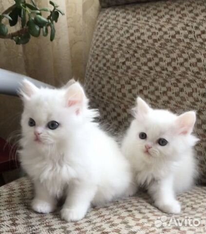 Роскошные белые пушистики